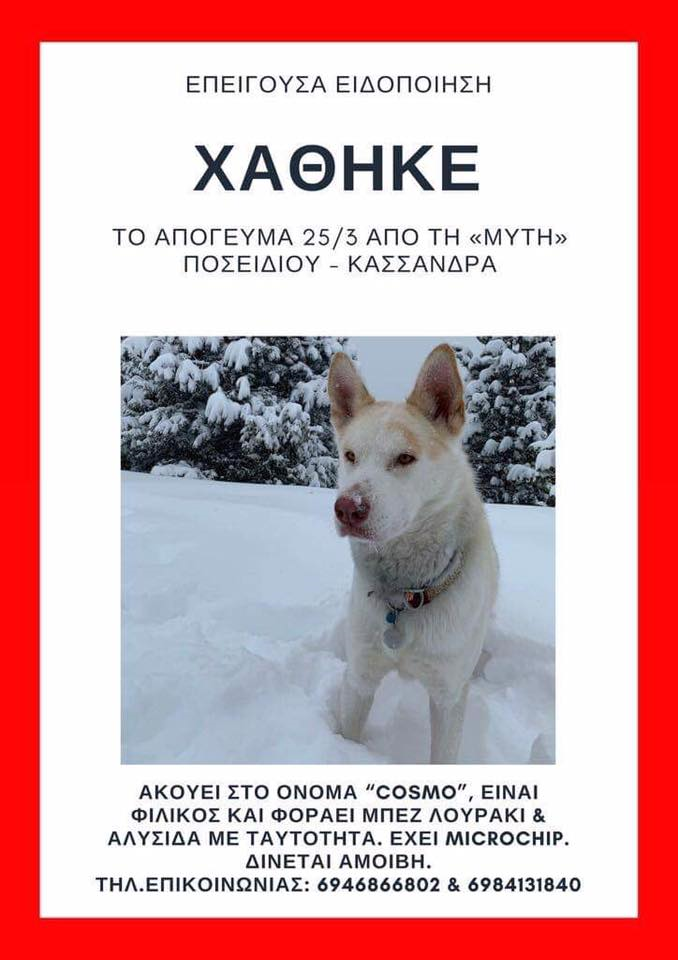 ΧΑΘΗΚΕ ΙΔΙΟΚΤΗΤΟΣ ΣΚΥΛΟΣ ΣΤΗΝ ΠΕΡΙΟΧΗ ΤΟΥ ΠΟΣΕΙΔΙΟΥ - Δήμος Κασσάνδρας
